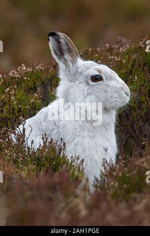 A mountain hare with winter coat sitting in a snow covered scene Stock ...