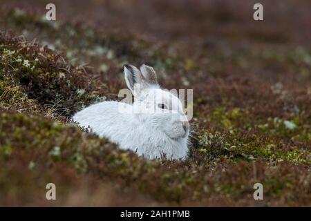 Mountain Hares in the scottish highlands Stock Photo - Alamy