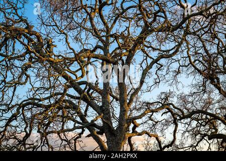 Mount Diablo State Park at Sunset Stock Photo - Alamy