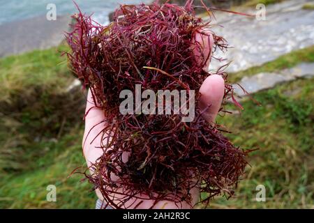 Gelidium Sesquipedale, red algae, Socoa beach, Pays Basque, Pyrénées ...