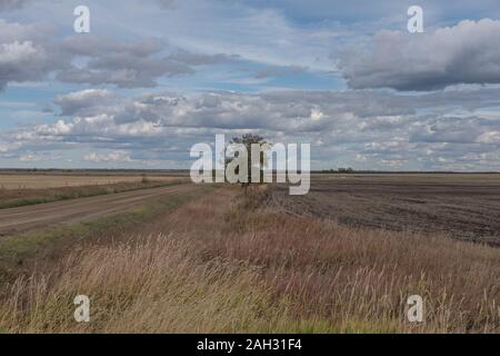 Lone tree on the prairie Stock Photo - Alamy