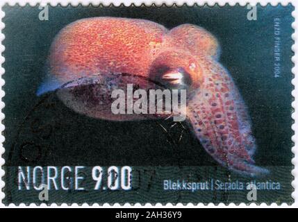 Little cuttle, Sepiola atlantica Stock Photo - Alamy