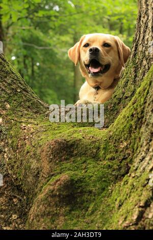 Yellow Labrador portrait in a woodland Stock Photo - Alamy