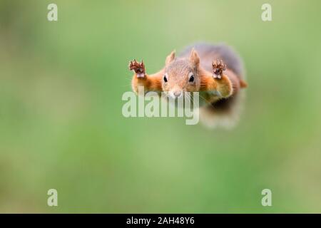 Red squirrel jumping Stock Photo - Alamy
