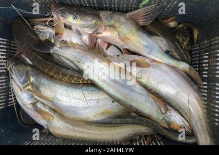 Freshwater fishes of Bangladesh Stock Photo - Alamy