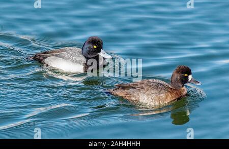Aythya affinis, Broadbill, ducks, Lesser Scaup, Little Bluebill, male ...