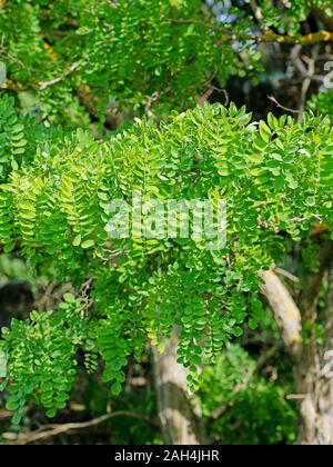 Robinia leaves, Robinia pseudoacacia, in summer. Fresh green foliage of ...