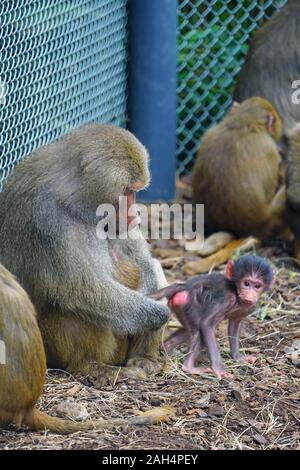 MELBOURNE, AUSTRALIA -14 JUL 2019- View of a male baboon monkey in ...