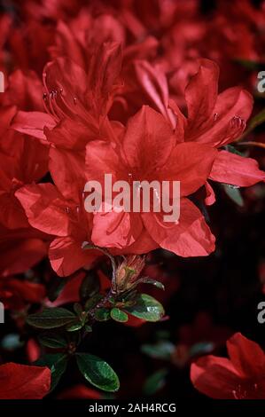 Rhododendron 'Addy Wery' Stock Photo - Alamy