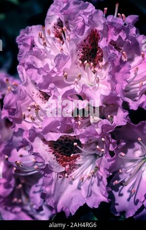 BEAUTIFUL RHODODENDRON BUSH 'BLUE PETER' Stock Photo - Alamy