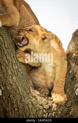 Lion cub in tree growls at another Stock Photo - Alamy