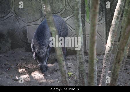 Babi celeng or Wild boar Stock Photo - Alamy