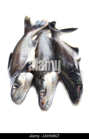 Ikan Patin or Silver Catfish or Iridescent shark fish or scientific ...