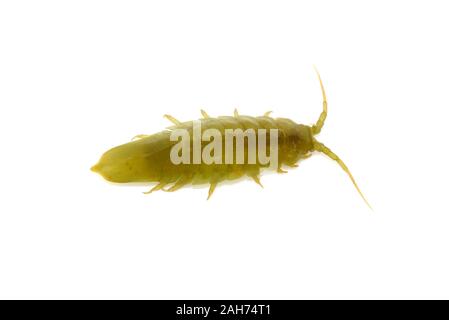 Marine isopod Idotea balthica isolated on white background Stock Photo ...