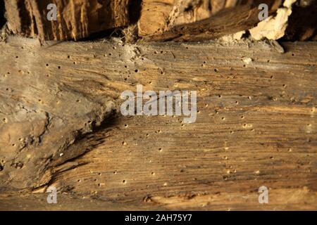 a wood worm in an old entablature Stock Photo - Alamy
