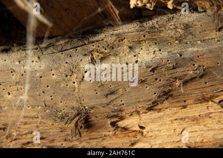 a wood worm in an old entablature Stock Photo - Alamy
