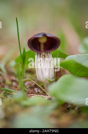 Friar's cowl (Arisarum vulgare) in flower. Photographed in Sardinia ...