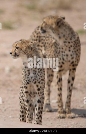 Cheetah couple walking on desert land in Kgalagadi transfrontier park ...