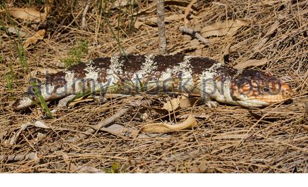 Tiliqua rugosa, the western shingleback or bobtail lizard, threat ...