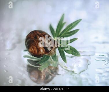 Water droplets on a eye glass surface in a close view Stock Photo - Alamy