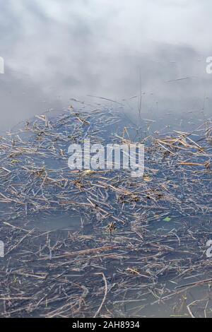 Submerged reeds & plants in flooded water of a drainage channel after ...