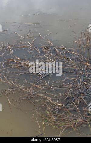 Submerged reeds & plants in flooded water of a drainage channel after ...