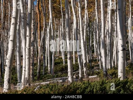 Pando Aspen Clone Stock Photo - Alamy