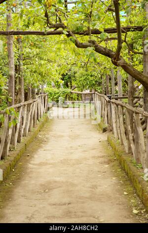 Walkway in the farm and orange fruit on the tree with green leaves at ...