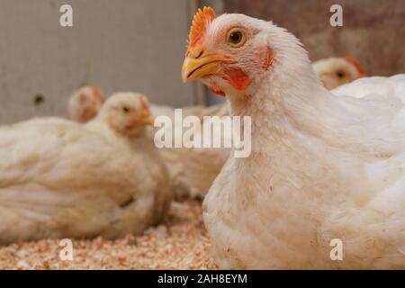 A housing business for the purpose of poultry farming meat. White ...