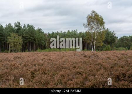 Landscape with green Kempen forests in North Brabant, Netherlands in ...