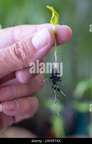 A healthy Okra plant seedling showing a healthy root system & ready for ...