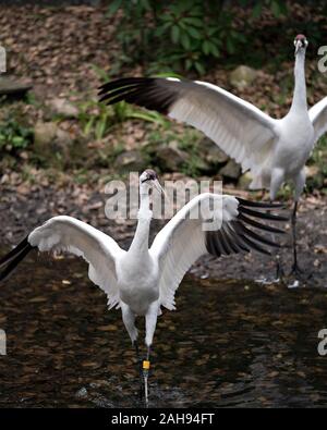 Two red-crowned cranes spread their wings and soar in the sky. Photos ...