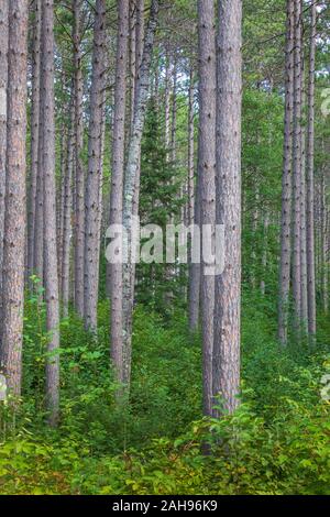 Chequamegon National Forest Wisconsin USA shown on a road map or ...
