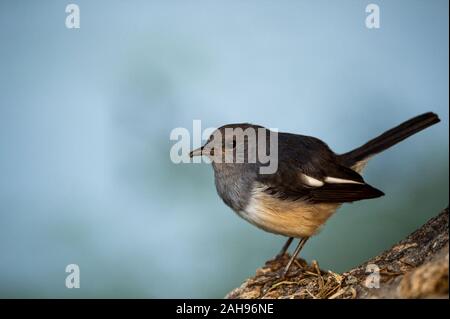 Magpie, Keoladeo National Park, India Stock Photo - Alamy