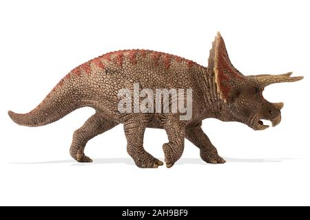 Triceratops isolated on white background. View from above. Triceratops ...