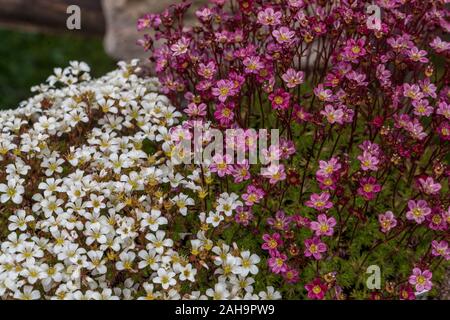 A closeup of Saxifraga arendsii, the mossy saxifrage Stock Photo - Alamy