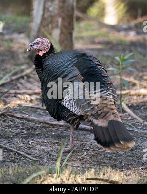 Tail Feathers of Turkey in Field in Summer Stock Photo - Alamy