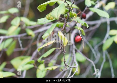 Fruit of Ziziphus sativa - giuggiola - Chinese dates - Ziziphus jujuba ...