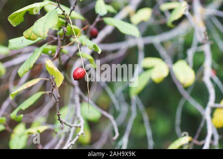 Fruit of Ziziphus sativa - giuggiola - Chinese dates - Ziziphus jujuba ...