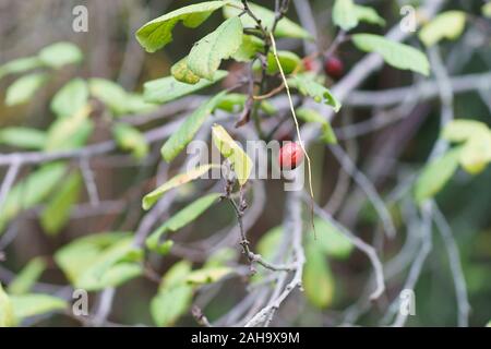 Fruit of Ziziphus sativa - giuggiola - Chinese dates - Ziziphus jujuba ...