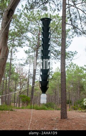 Pine tree trunk trap for the pine processionary caterpillar ...