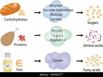Protein digestion. Protein metabolism. Digestion in the ...