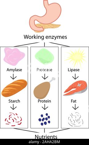 How enzymes work. Fermentation and digestion food Stock Vector Image ...