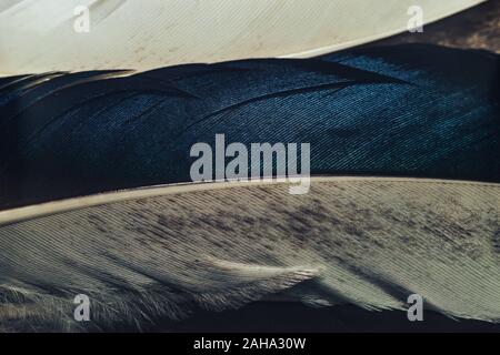 Close up Beautiful Colored duck Bird feather pattern background for ...