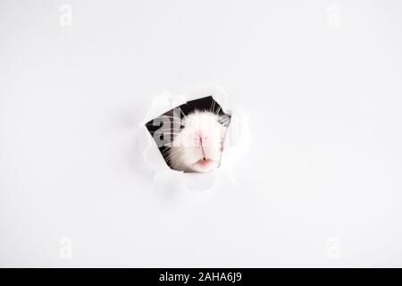 cute and white rat looking through hole in New Year Stock Photo - Alamy