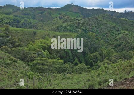 Lush green landscape of a hilly coffee plantation under a cloudy sky ...