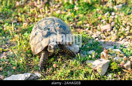 Turtle in wildlife in Turkey Stock Photo - Alamy