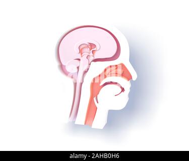 Human brain white with shadow anatomical Model 3d illustration. High ...