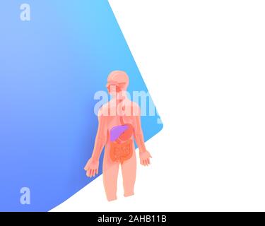 3D illustration of the graphic antomy of the interior of the human body ...