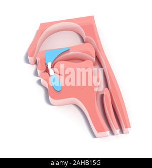 Illustration 3D human head emptied, otorhinolaryngology ENT ...
